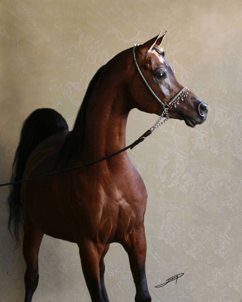 Stallions in our pedigrees