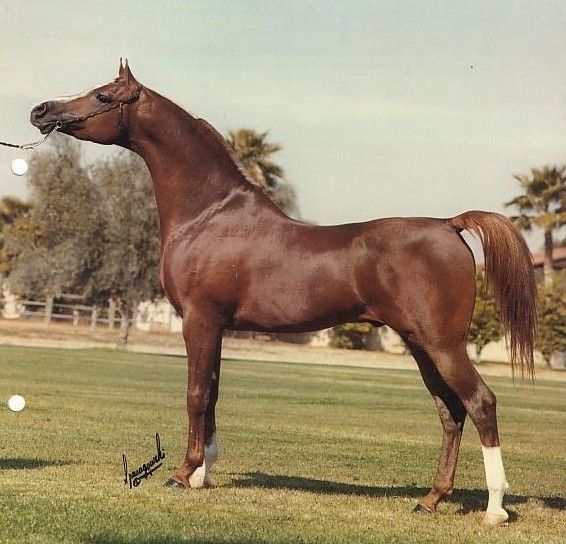 Stallions in our pedigrees